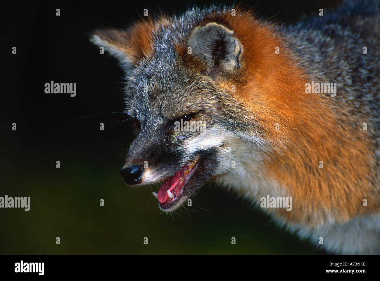 Gray fox with open mouth Stock Photo - Alamy
