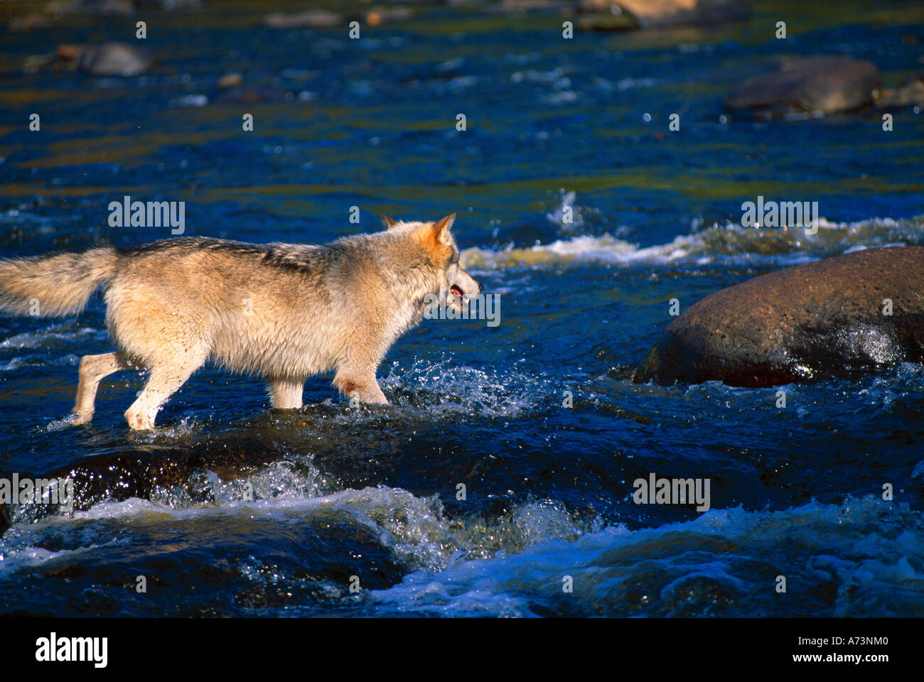 Gray wolf crossing river Stock Photo - Alamy