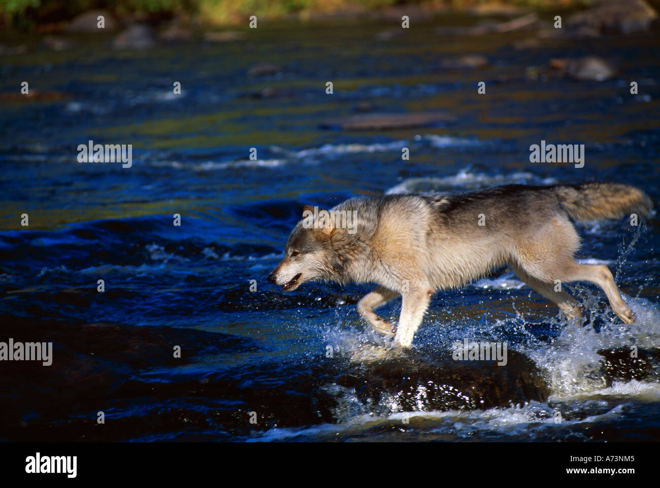 Gray wolf crossing river Stock Photo - Alamy