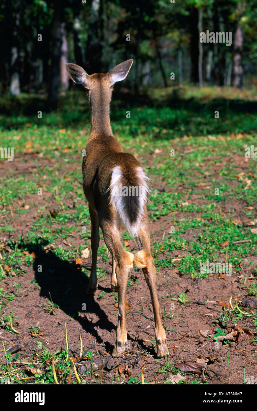 Rear view of whitetail deer Stock Photo - Alamy
