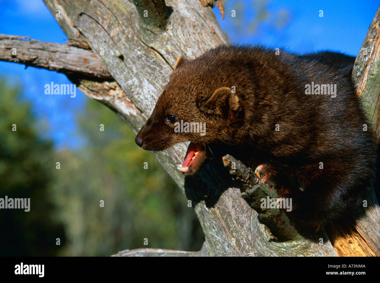 A Fisher a weasel type animal in tree mouth open Stock Photo - Alamy