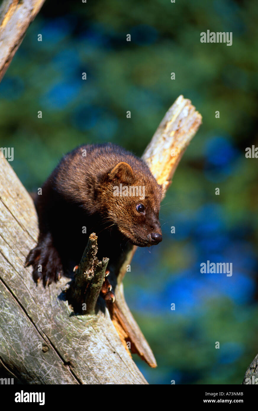 A Fisher a weasel type animal in tree Stock Photo - Alamy