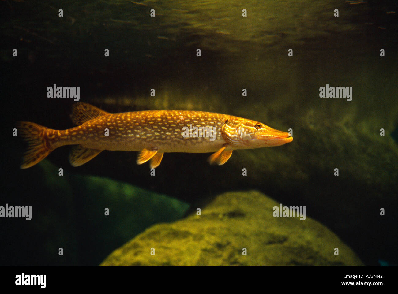 Bwb0023 hi-res stock photography and images - Alamy