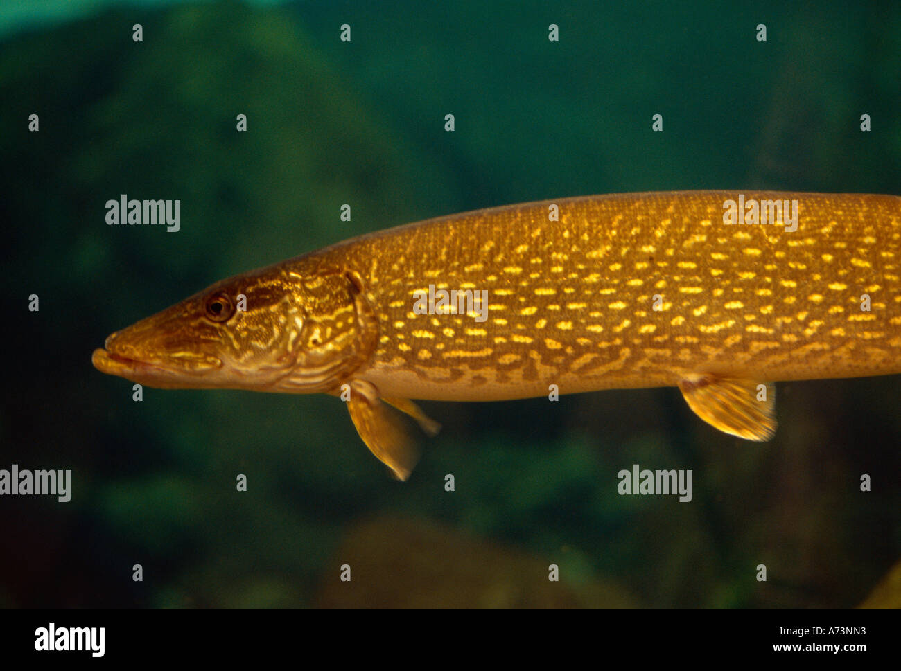 Underwater view of northern pike Stock Photo - Alamy