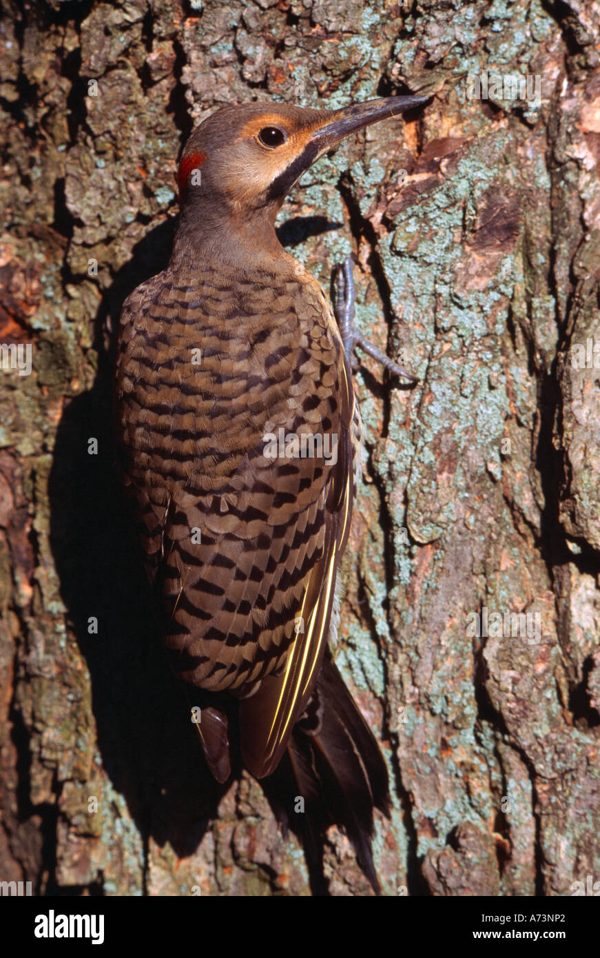 Bird on the tree hi-res stock photography and images - Alamy