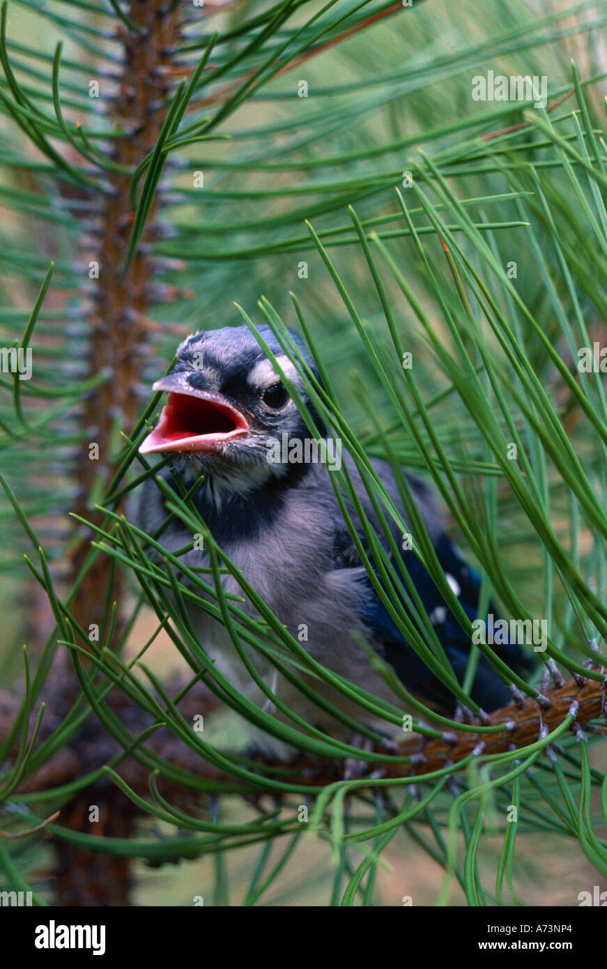 Jay fledgling hi-res stock photography and images - Alamy