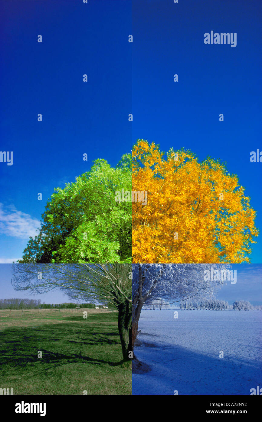 Four seasons tree hi-res stock photography and images - Alamy