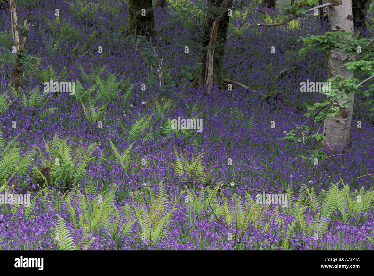 Scotland, Isle of Skye. Forest landscape with bluebells Stock Photo - Alamy