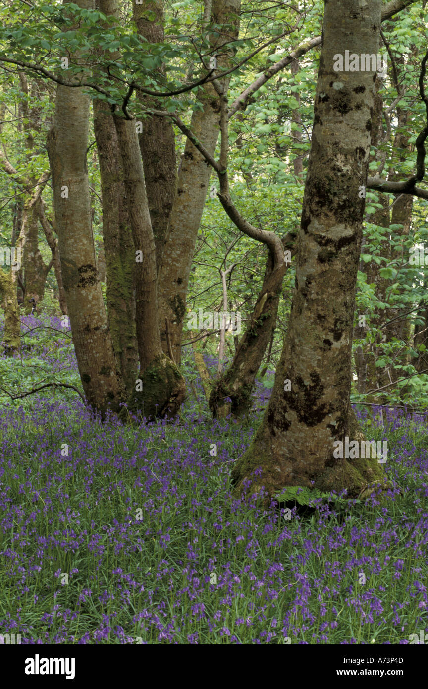 Scotland, Isle of Skye, Ardvasar. Forest landscape with bluebells Stock ...