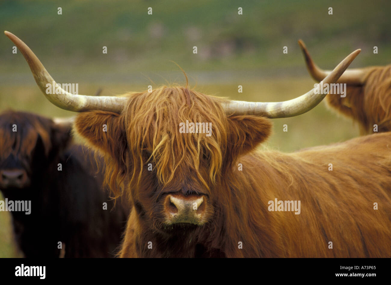 Europe, Scotland, Highlands. The long bangs (dossan) protect the eyes ...