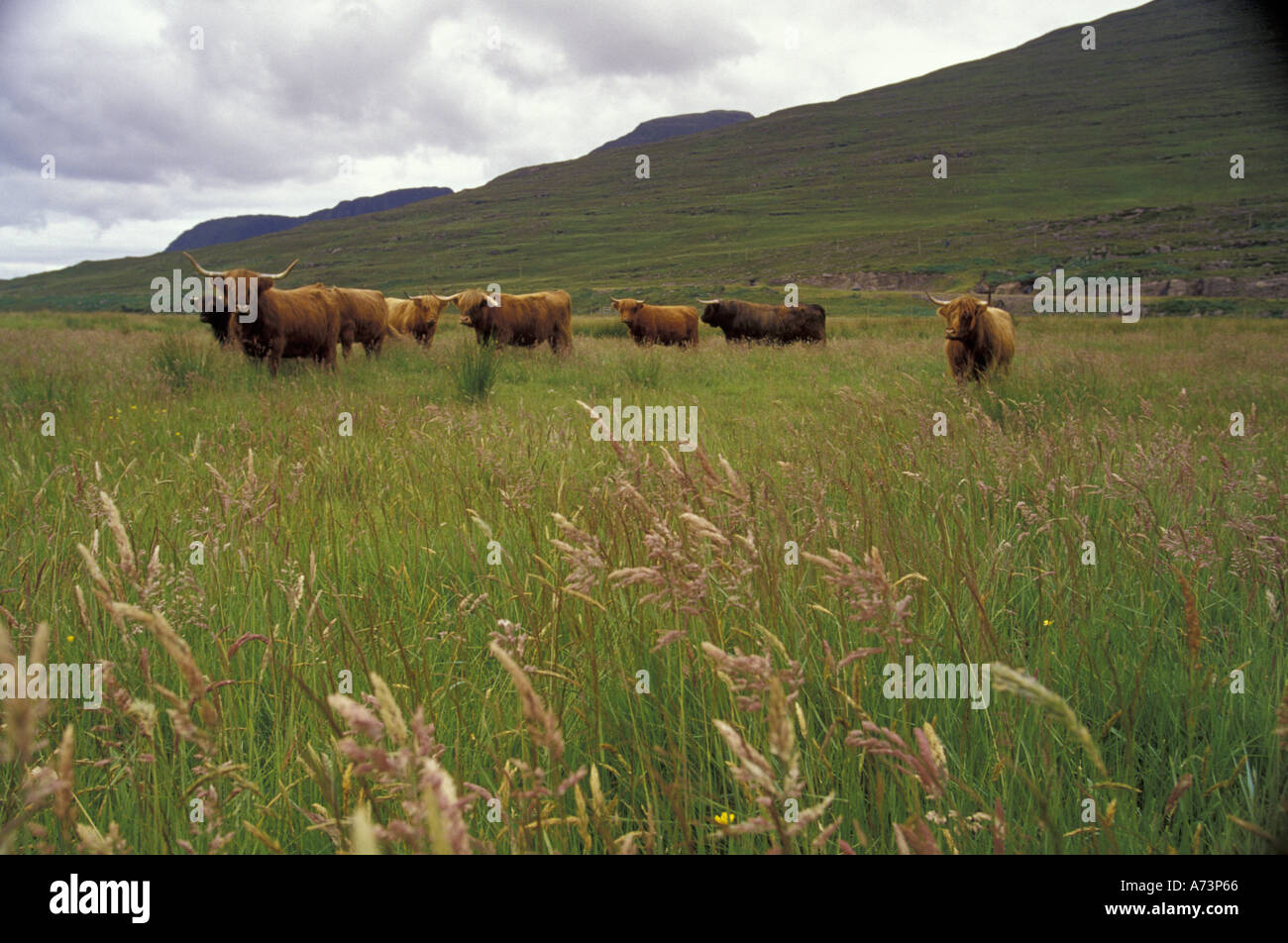 EU, Scotland, Highlands. Scottish Highland cow in windswept, rain ...