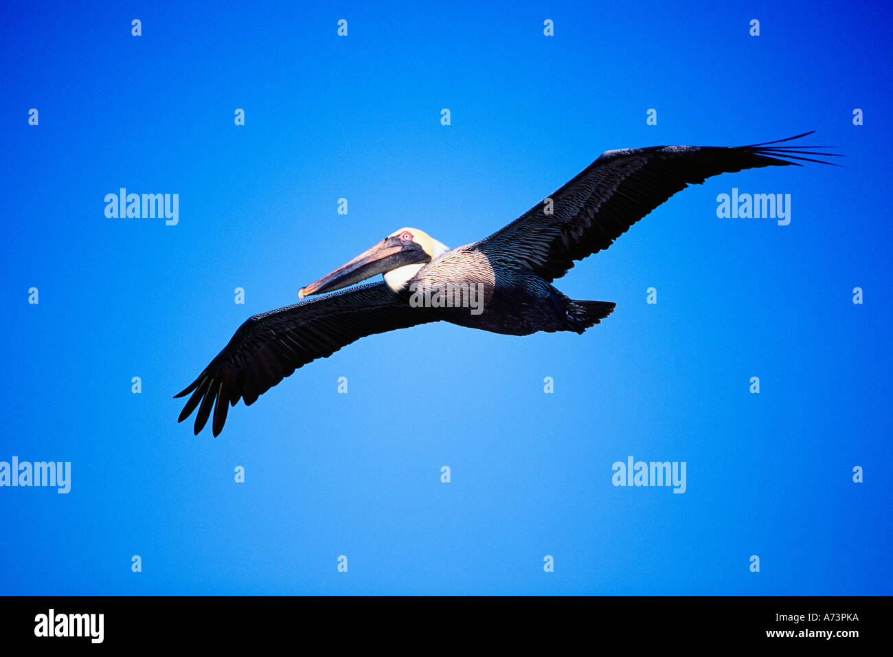 Pelican in flight Stock Photo - Alamy