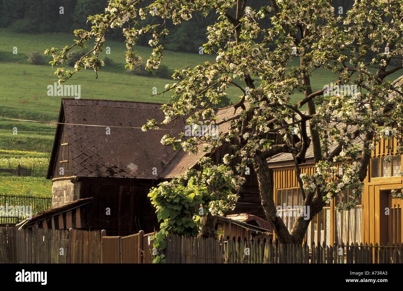 Europe, Slovakia, Central Slovakia, Cicmany Village Village with wood ...