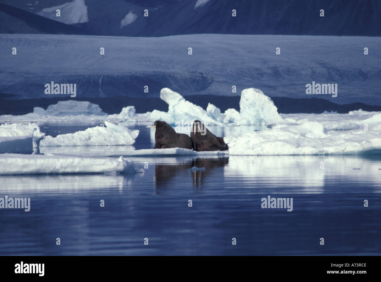 Pair walrus hi-res stock photography and images - Alamy