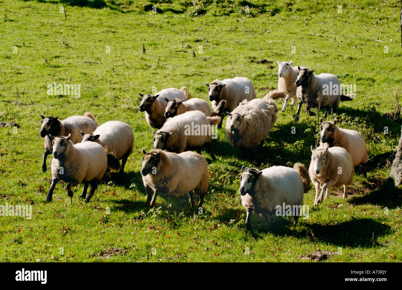 Welsh mountain sheep ram hi-res stock photography and images - Alamy