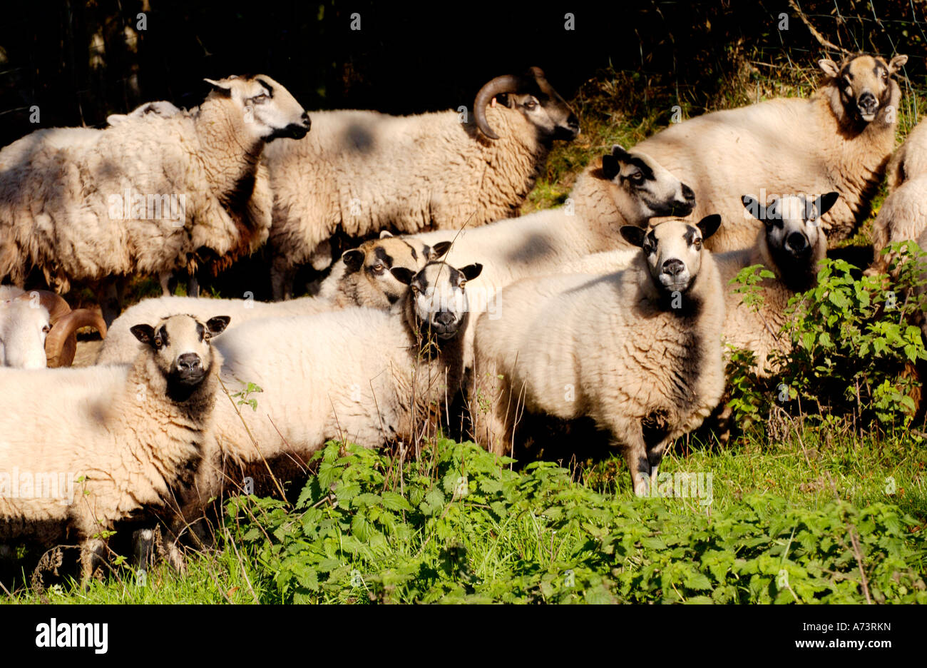 Badger farm europe hi-res stock photography and images - Alamy