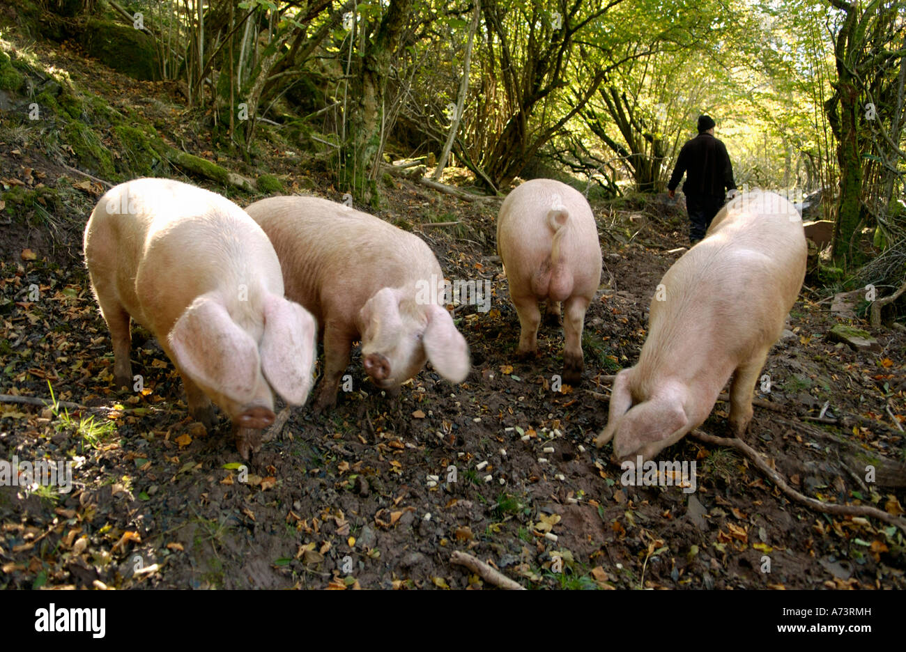 British Lop pigs rooting freely in woodland on biodynamic organic farm ...