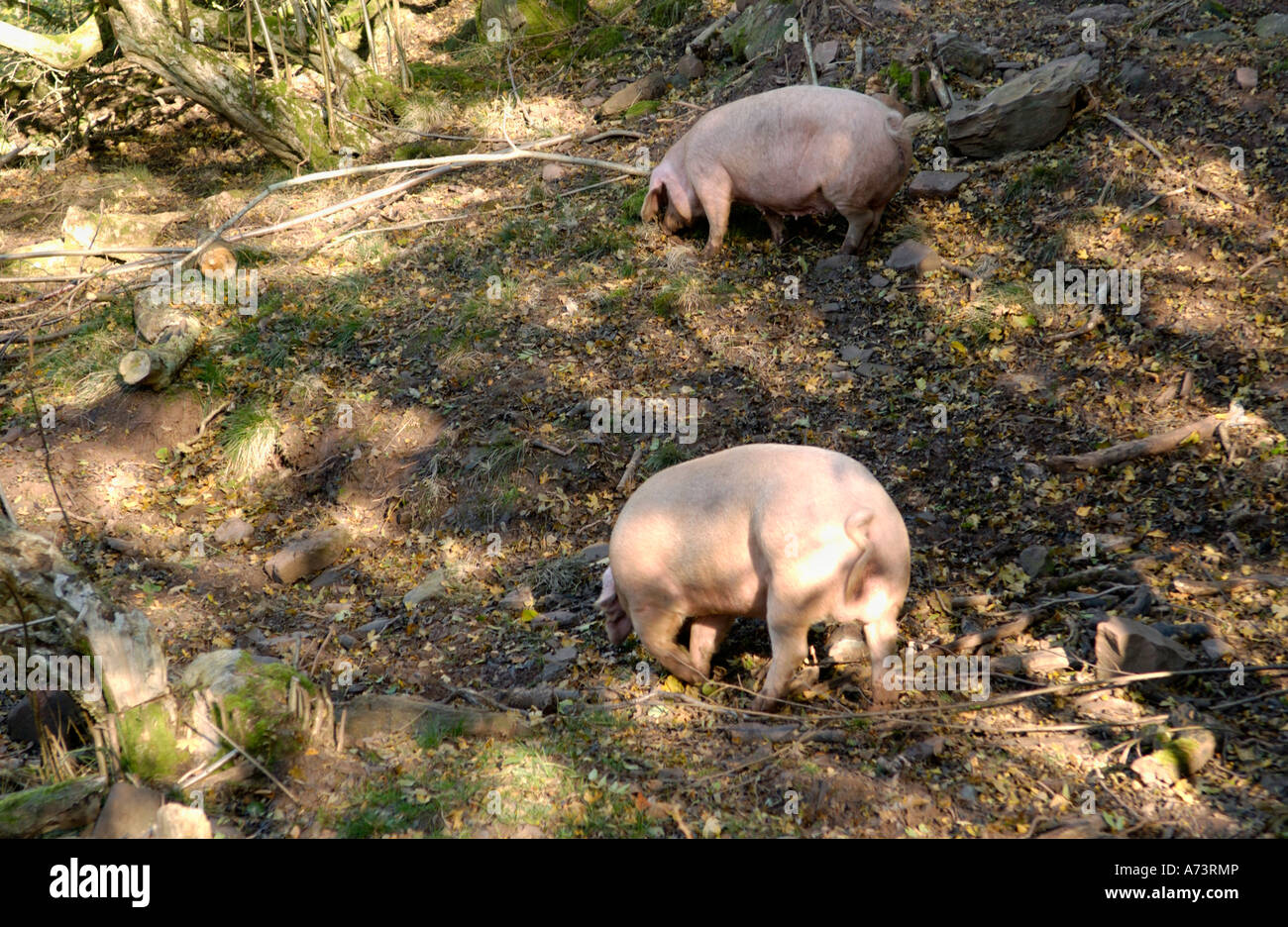 British Lop pigs rooting freely in woodland on biodynamic organic farm ...