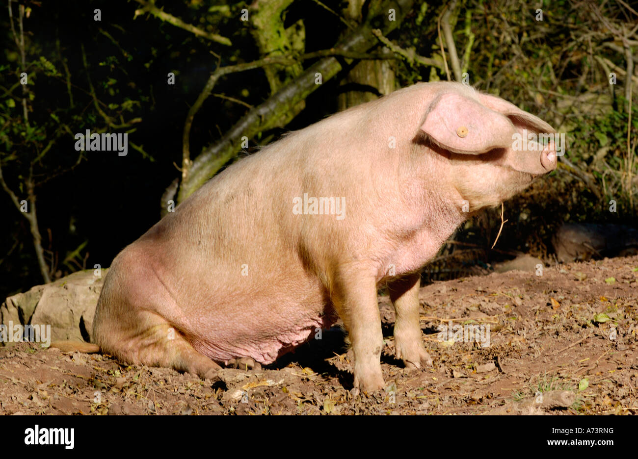 British Lop pig sow in woodland on biodynamic organic farm Cwmyoy ...