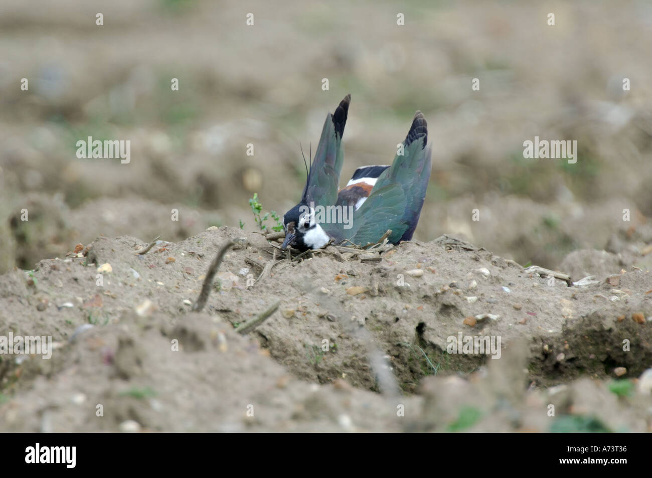 Lapwing uk nest hi-res stock photography and images - Alamy