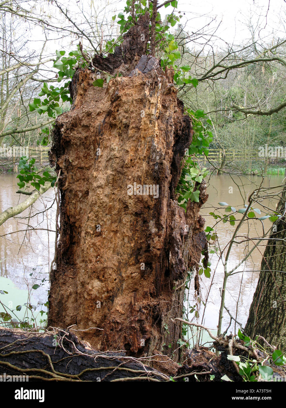 Dead and rotten tree hi-res stock photography and images - Alamy