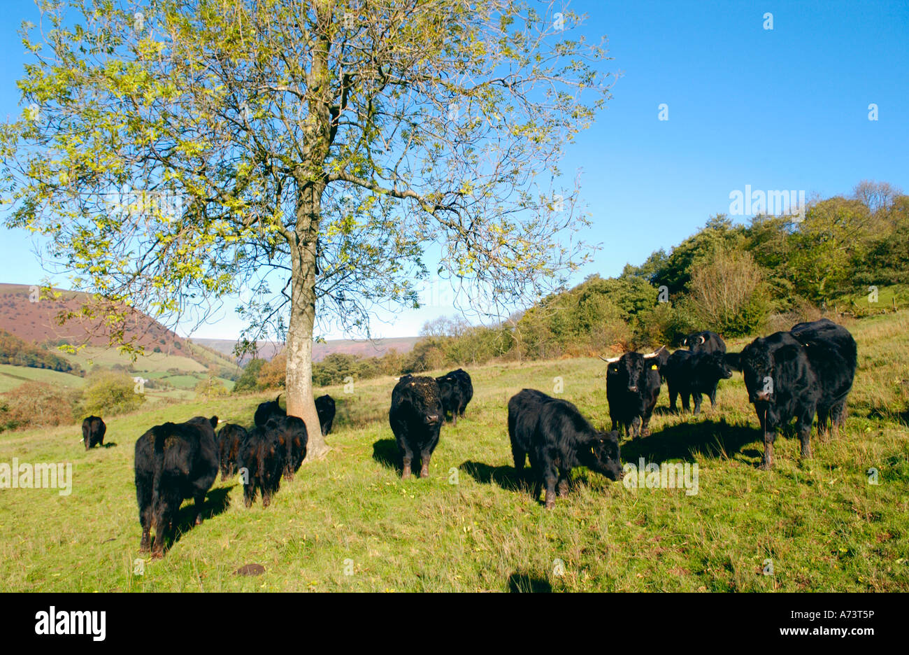 Welsh Black cattle grazing grass pasture on biodynamic organic farm at ...