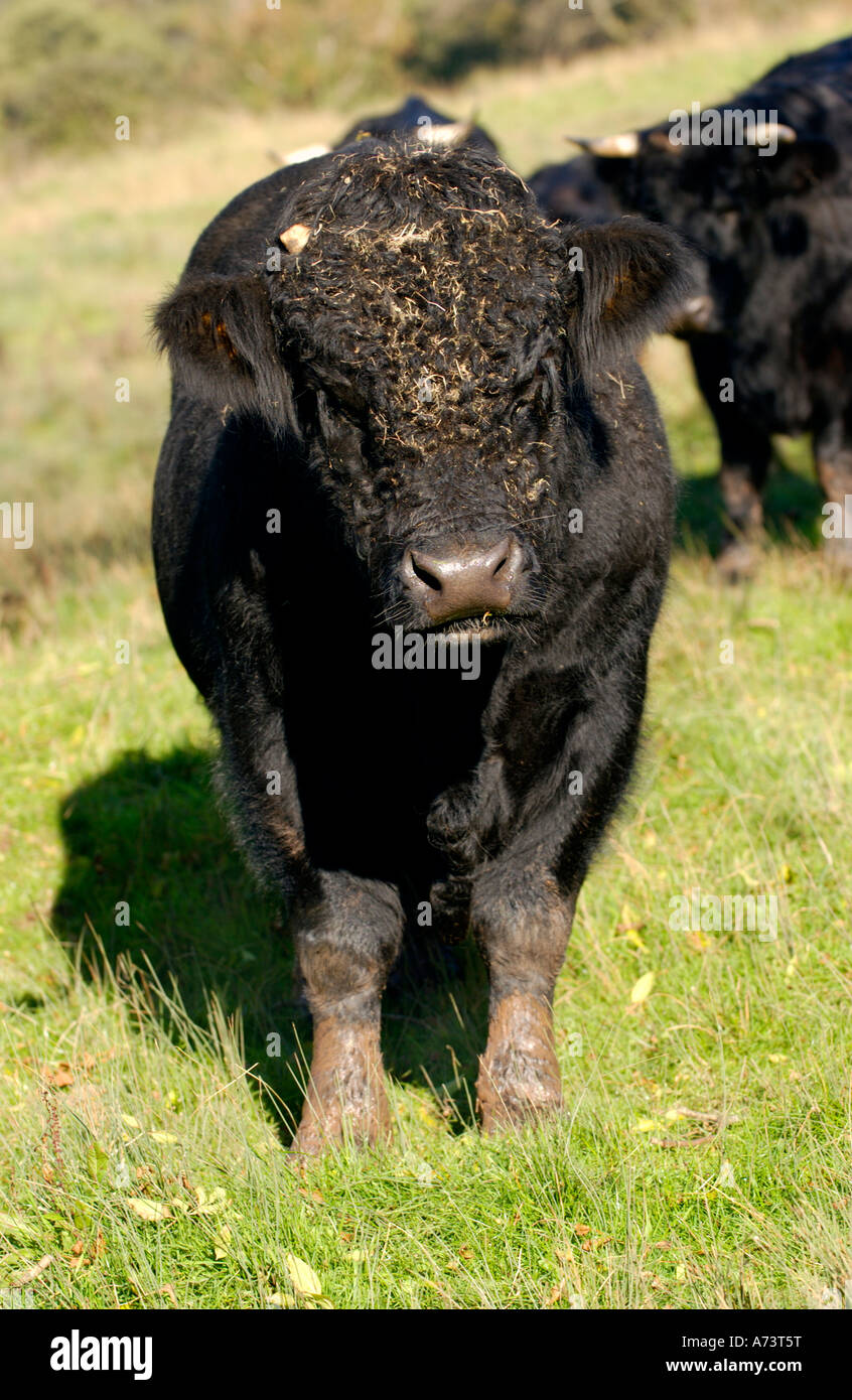 Welsh black bull hi-res stock photography and images - Alamy