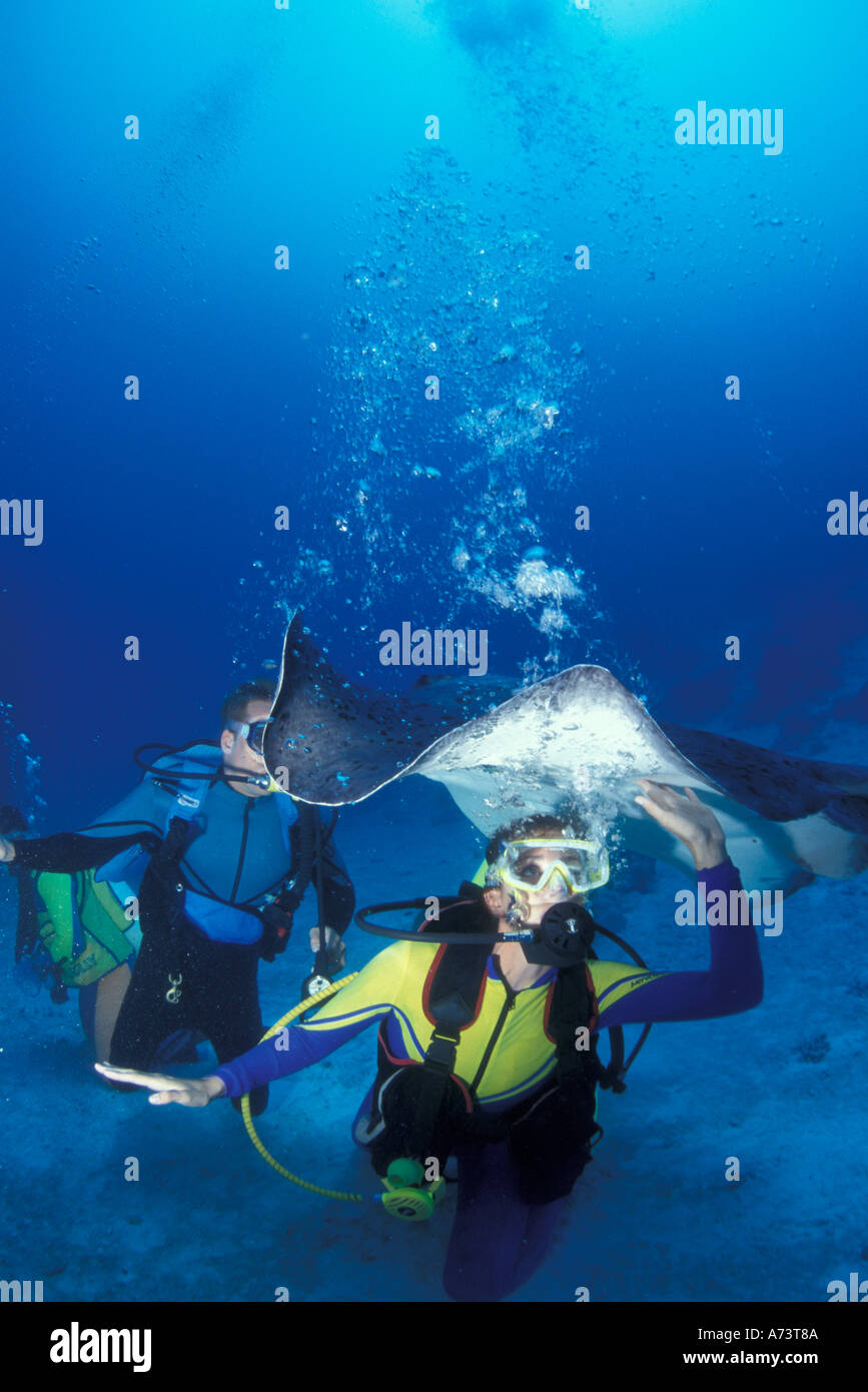 Tropical Maldives, Marble Ray with divers Stock Photo - Alamy