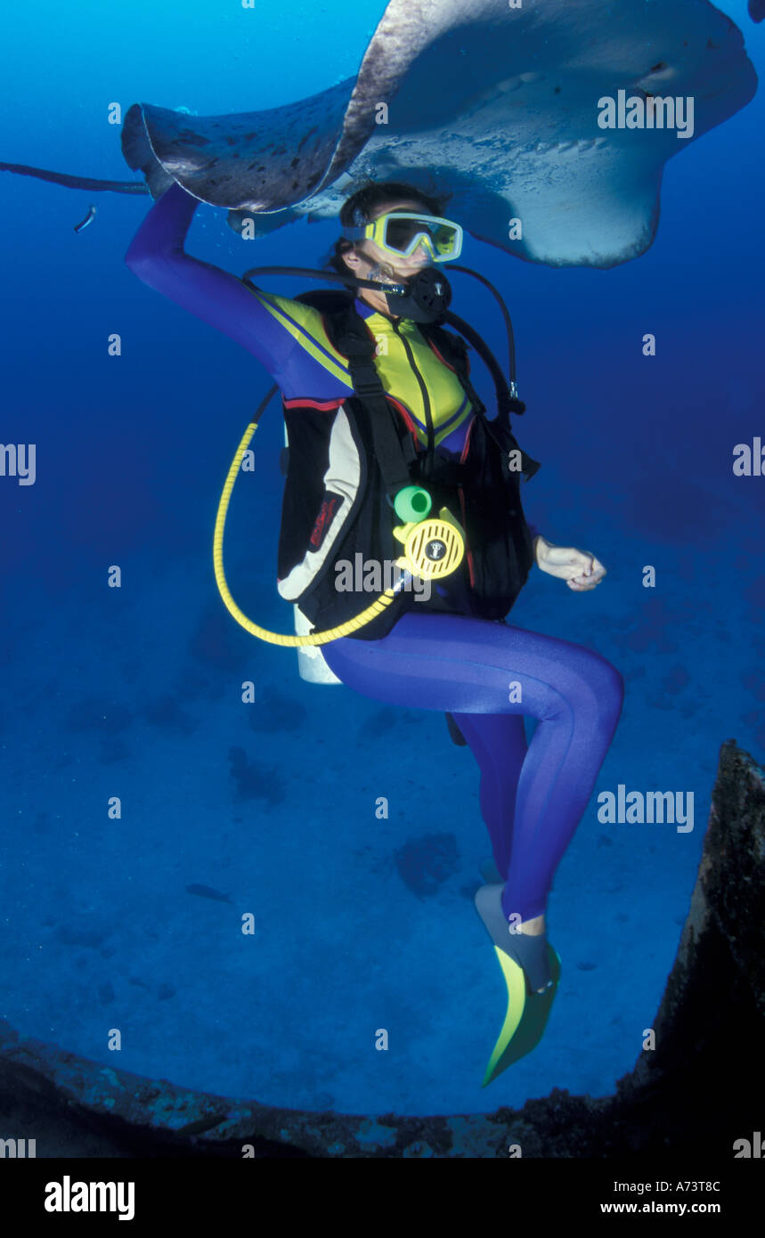 Tropical Maldives, Marble Ray with diver Stock Photo - Alamy