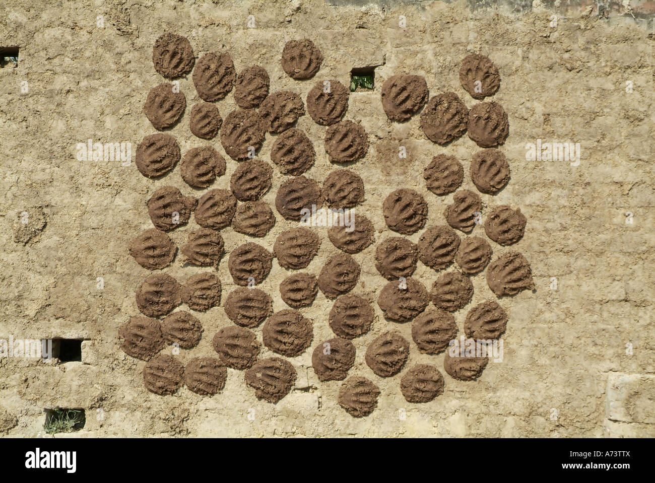 Cow poo bricks drying in the sun in Varanasi, India Stock Photo - Alamy