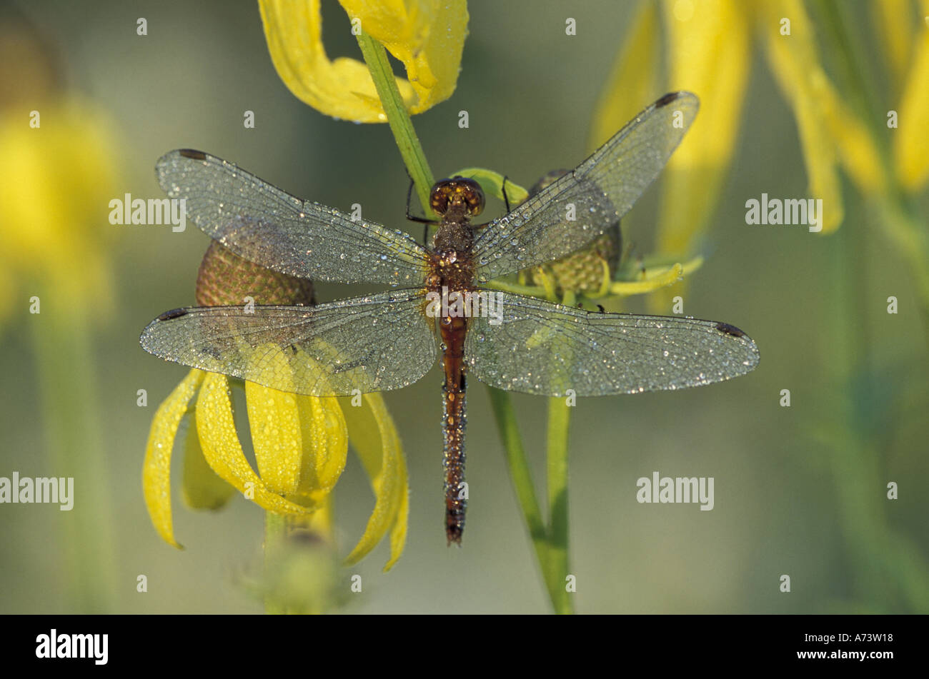 Climber dragonfly hi-res stock photography and images - Alamy