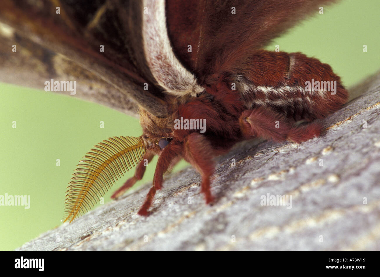 Male Polyphemus Moth. (Antheraea polyphemus Stock Photo - Alamy