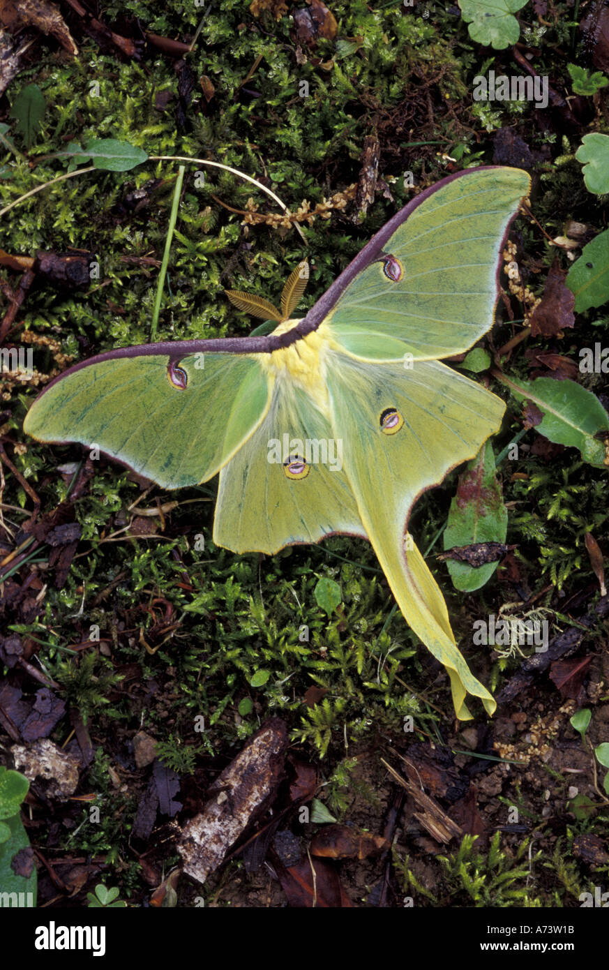 Male Luna Moth. (Actias luna Stock Photo - Alamy