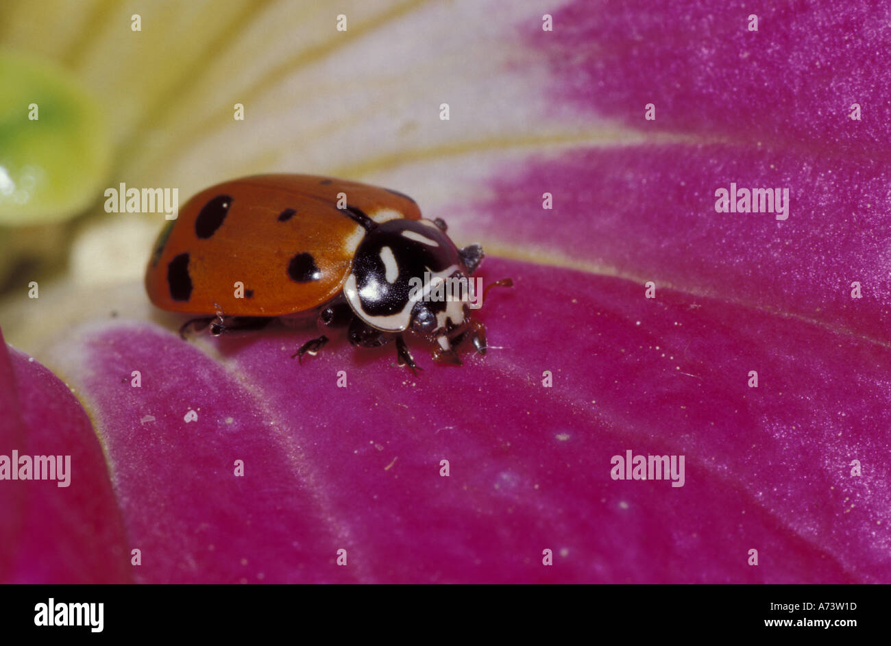 Hippodamia convergens hi-res stock photography and images - Alamy