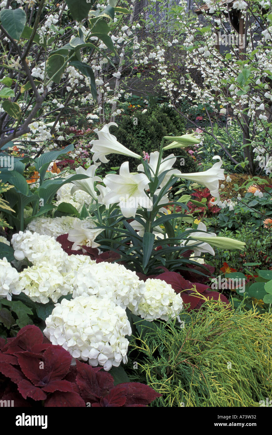 Easter Lilies (Lilium longiflorum) and hydrangea flowers Stock Photo ...