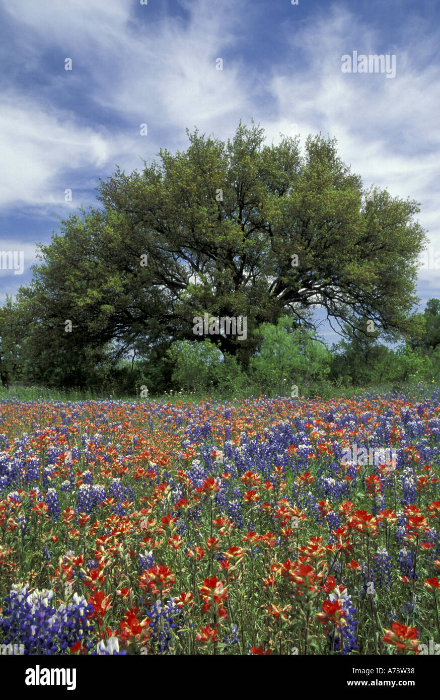 Live oak texas hill country hi-res stock photography and images - Alamy