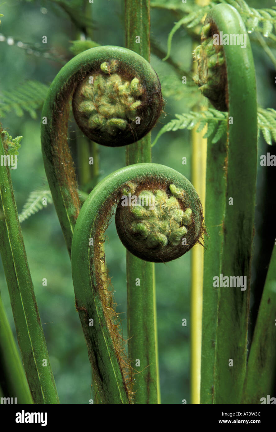 Tree ferns unfolding Stock Photo - Alamy