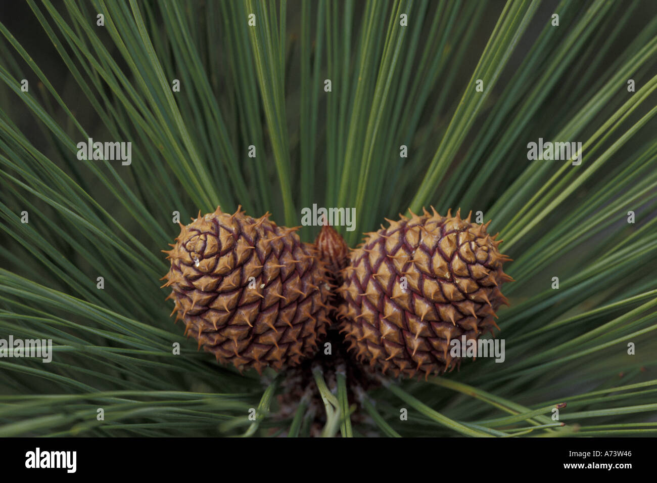 Lake tahoe pine cone hi-res stock photography and images - Alamy