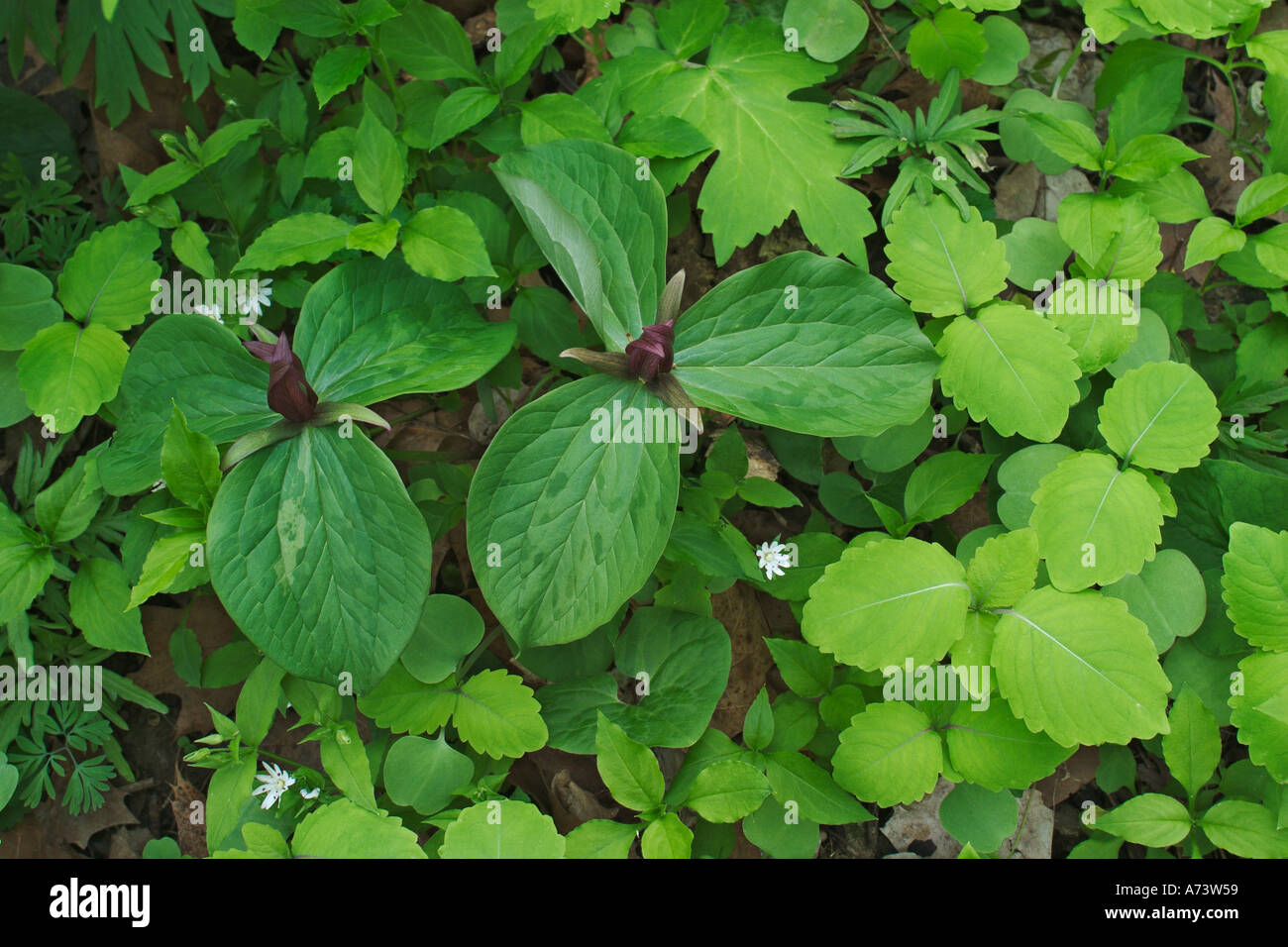 Toadshade hi-res stock photography and images - Alamy