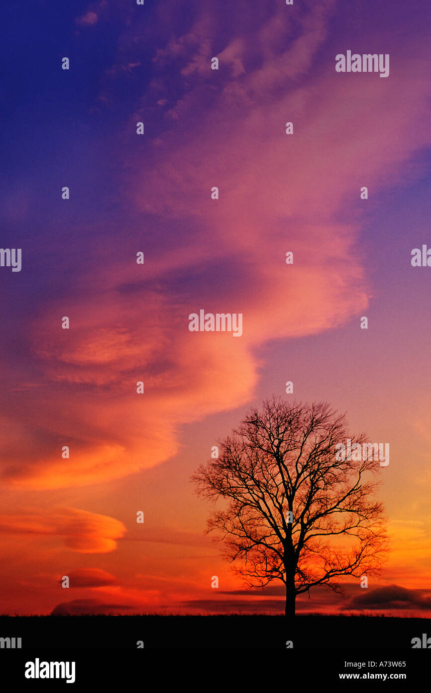 Tree silhouette at sunset Stock Photo - Alamy