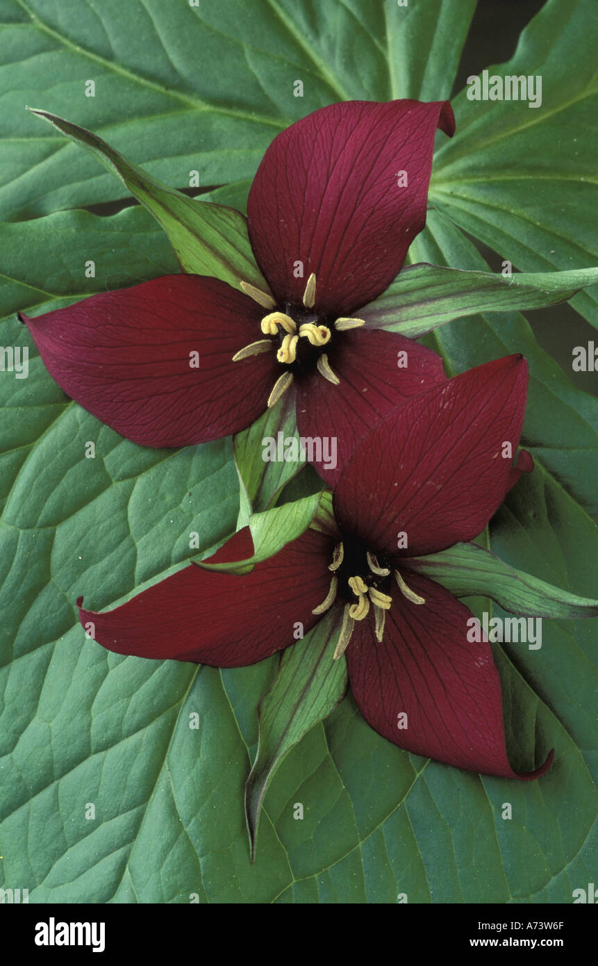 Scarlet trillium hi-res stock photography and images - Alamy
