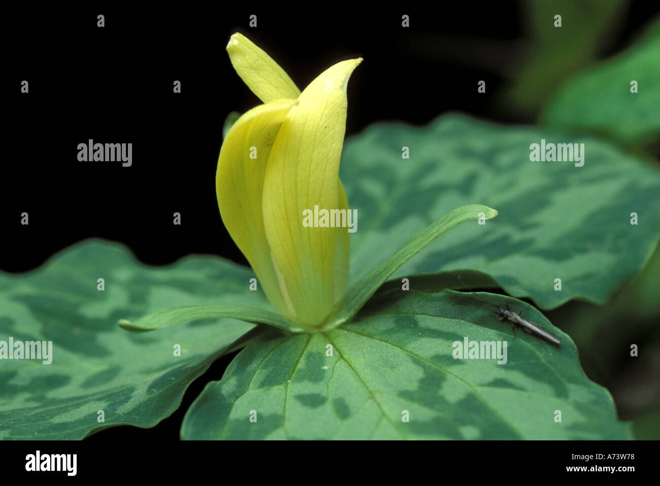 Tennessee, Smoky Mountains National Park. Sessile Trillium/ Toadshade ...