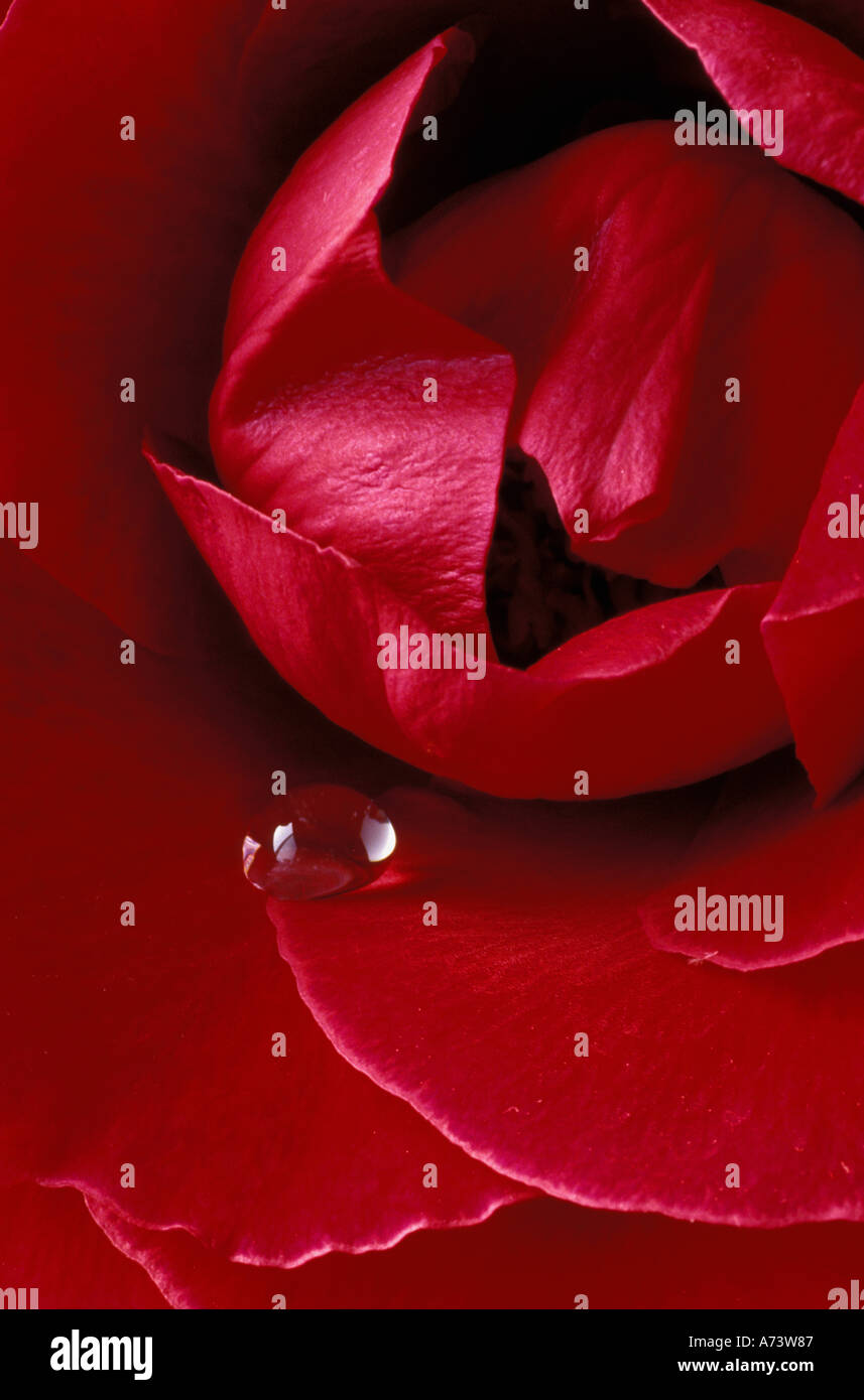 Michigan, Rochester Red Rose, American Beauty, with tear drop Stock ...