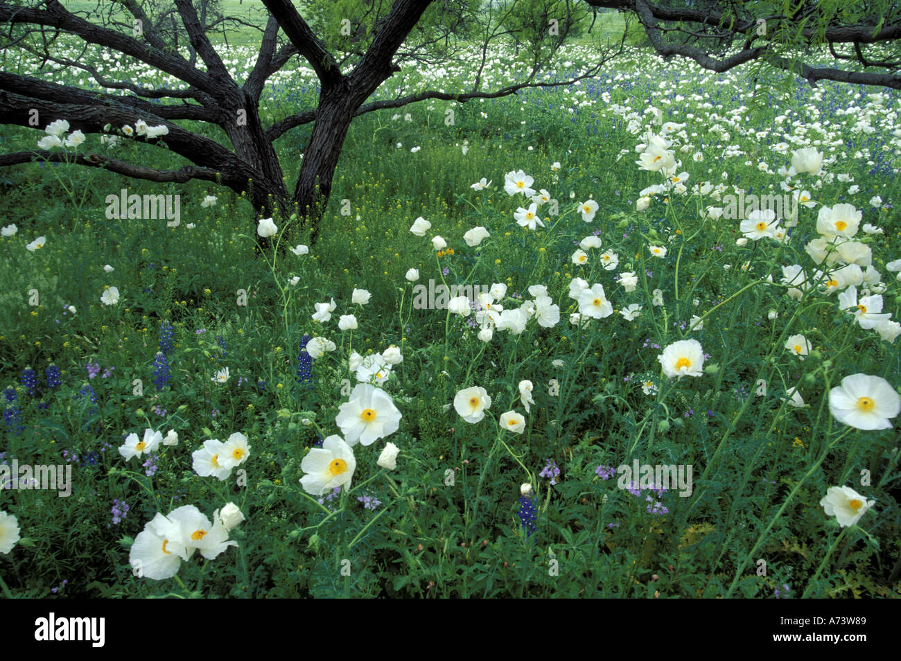 Argemone Polyanthemos High Resolution Stock Photography and Images - Alamy