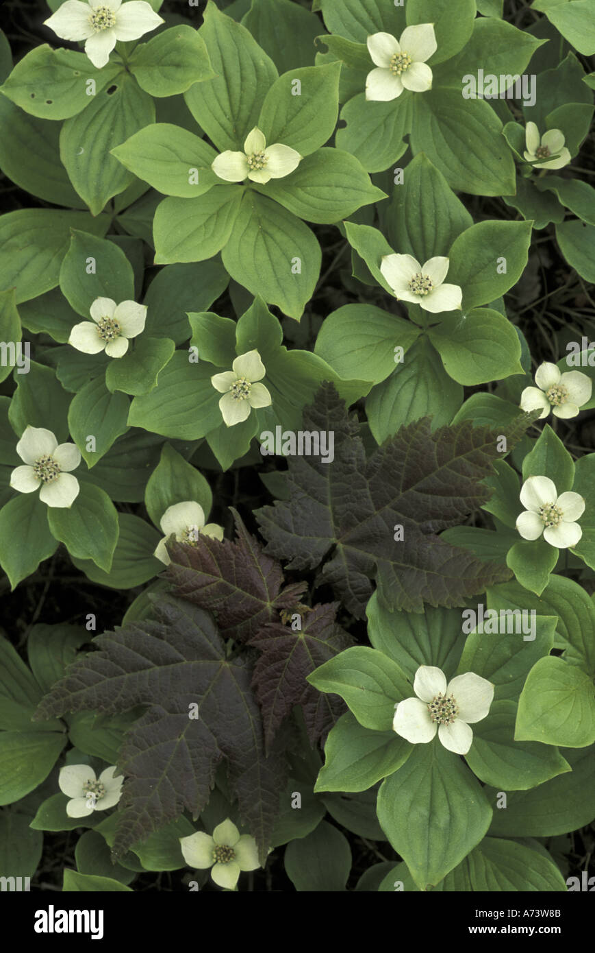 Michigan, Upper Peninsula. Maple seedling in Bunchberry (Cornus ...