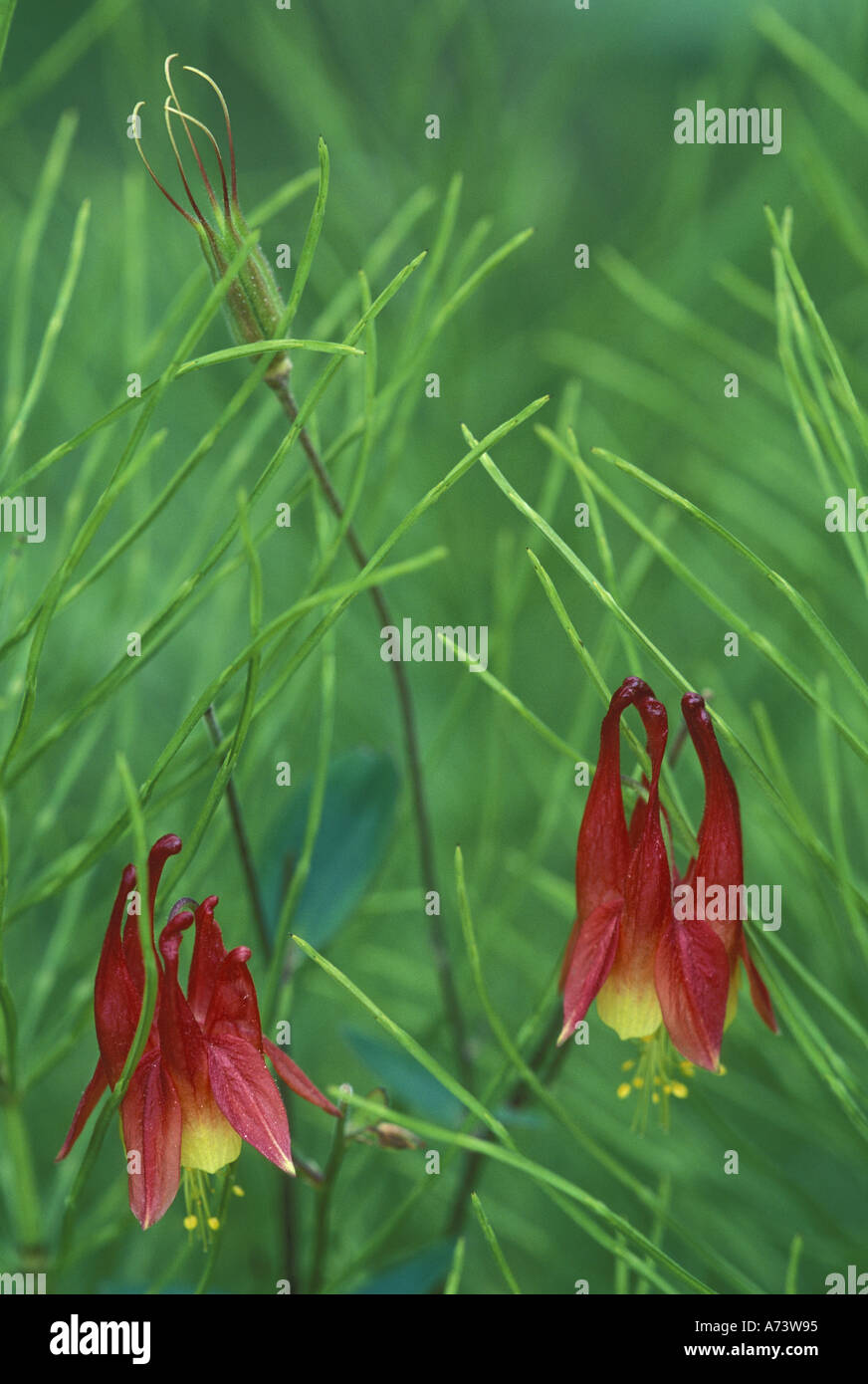 Michigan, Bruce Peninsula National Park. Wild columbine in horsetail ...