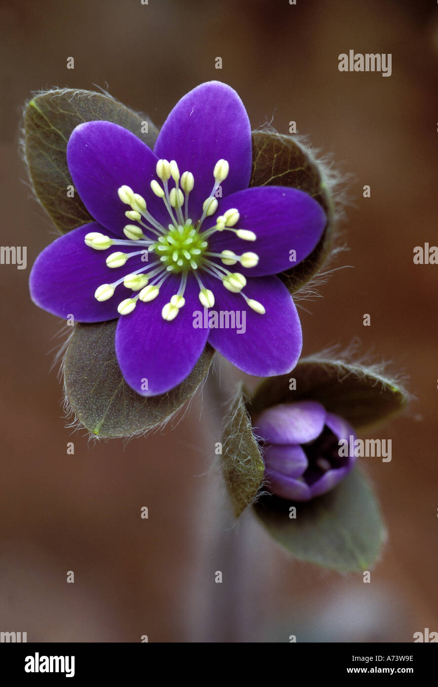 Michigan, Lapeer. Hepatica and Bud portrait (Hepatica Americana Stock ...