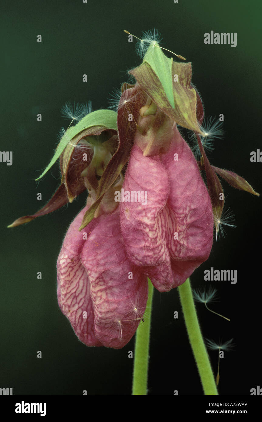 Michigan, St. Clair Nature Preserve. Wind blown Pink Lady's Slippers ...
