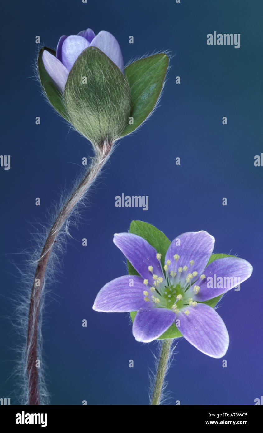 NA, USA, Michigan, Lapeer. Round-lobed hepatica bud and fleur (Hepatica ...