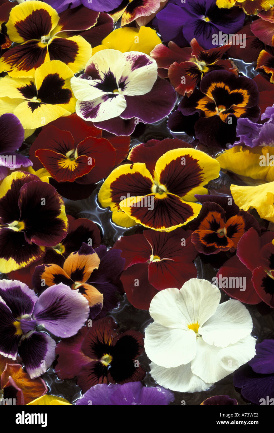 Floating pansy flower design Stock Photo - Alamy